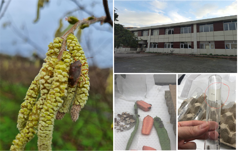JAPON SAMURAY ARILARI DOĞAYA SALINDI « Gündem24