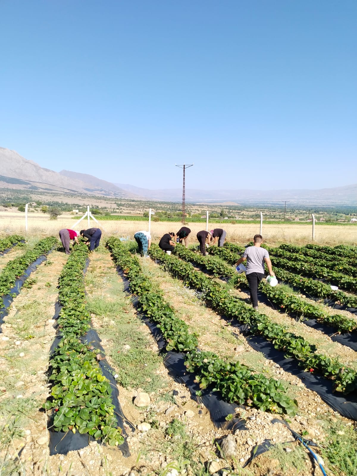 ERZİNCAN’DA İKİNCİ ÇİLEK HASADI BAŞLADI « Gündem24